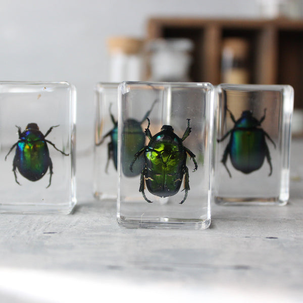 Insect Resin Specimen Blocks – Tribe Castlemaine