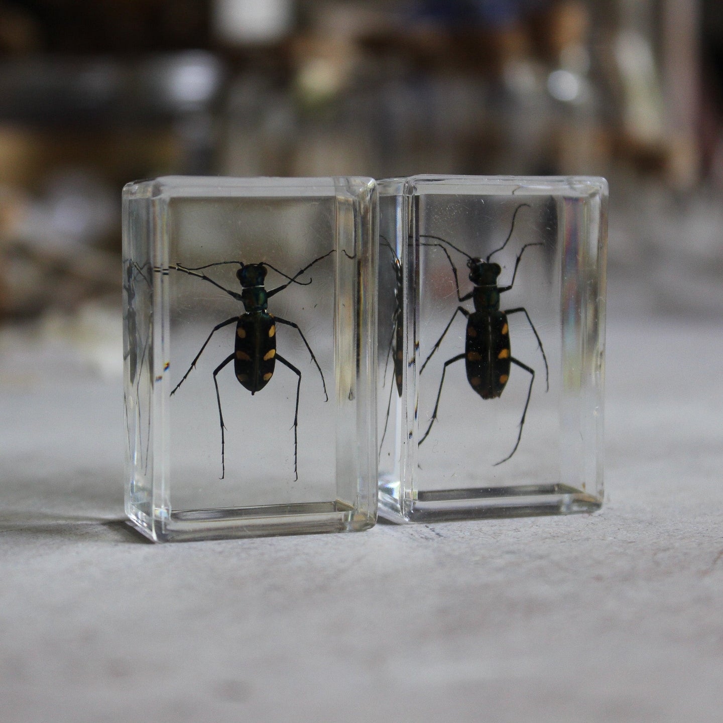Beetle Resin Specimen Blocks – Tribe Castlemaine